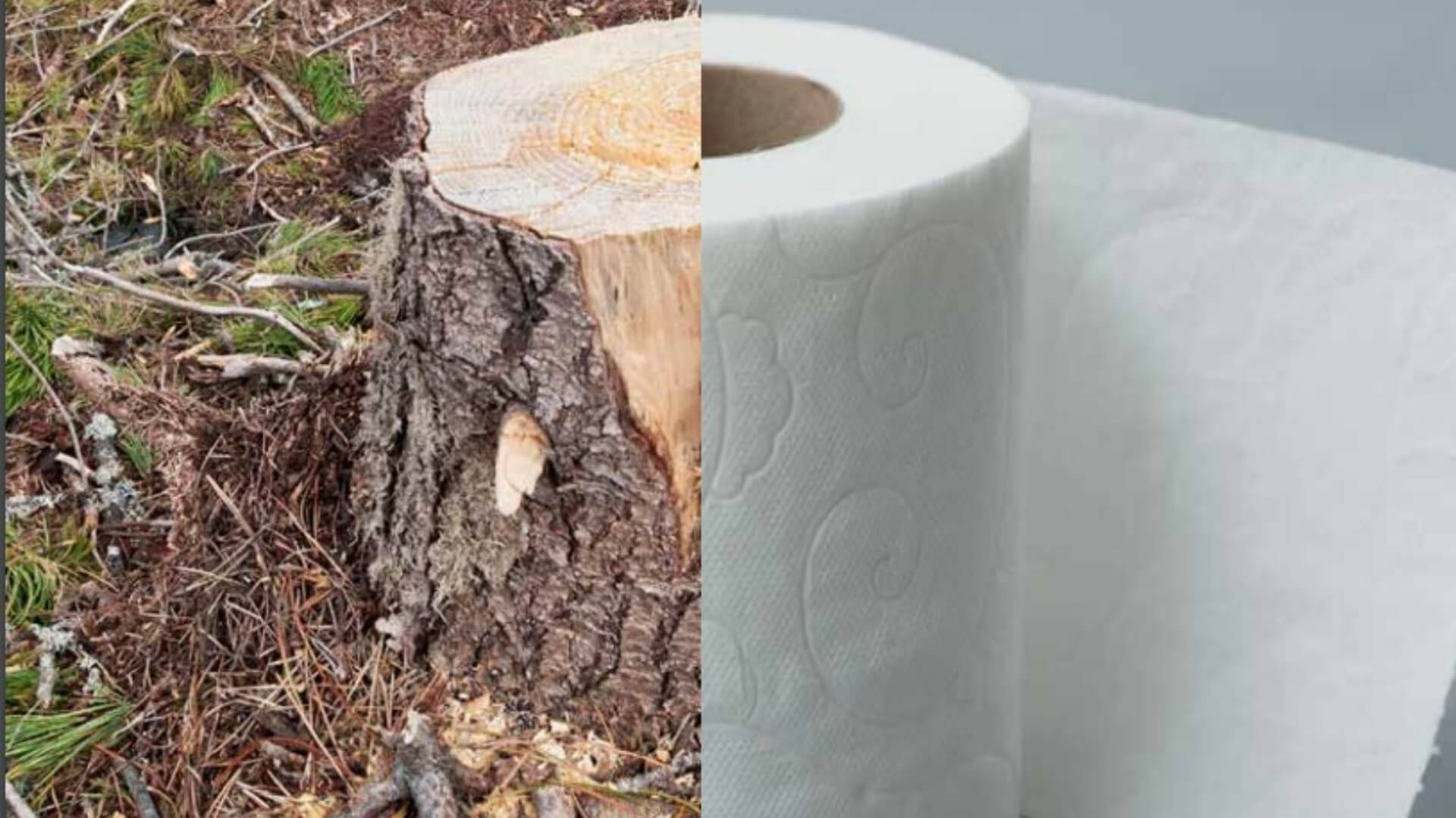 Why our current paper consumption is a problem?